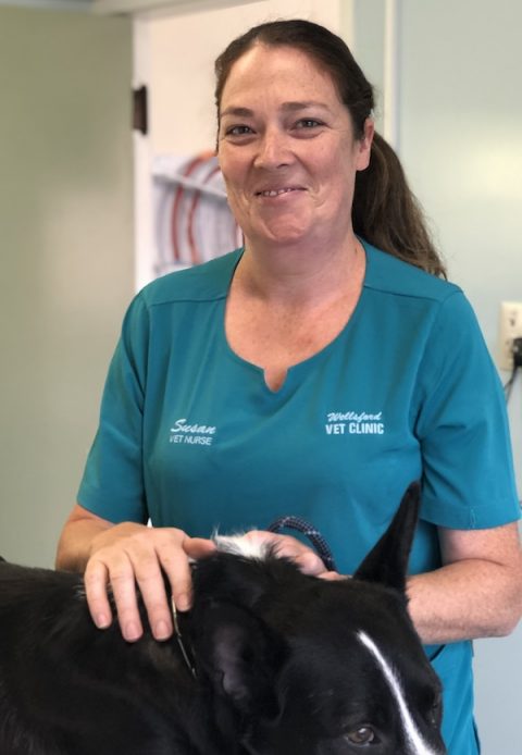 Our Team - Wellsford Vet